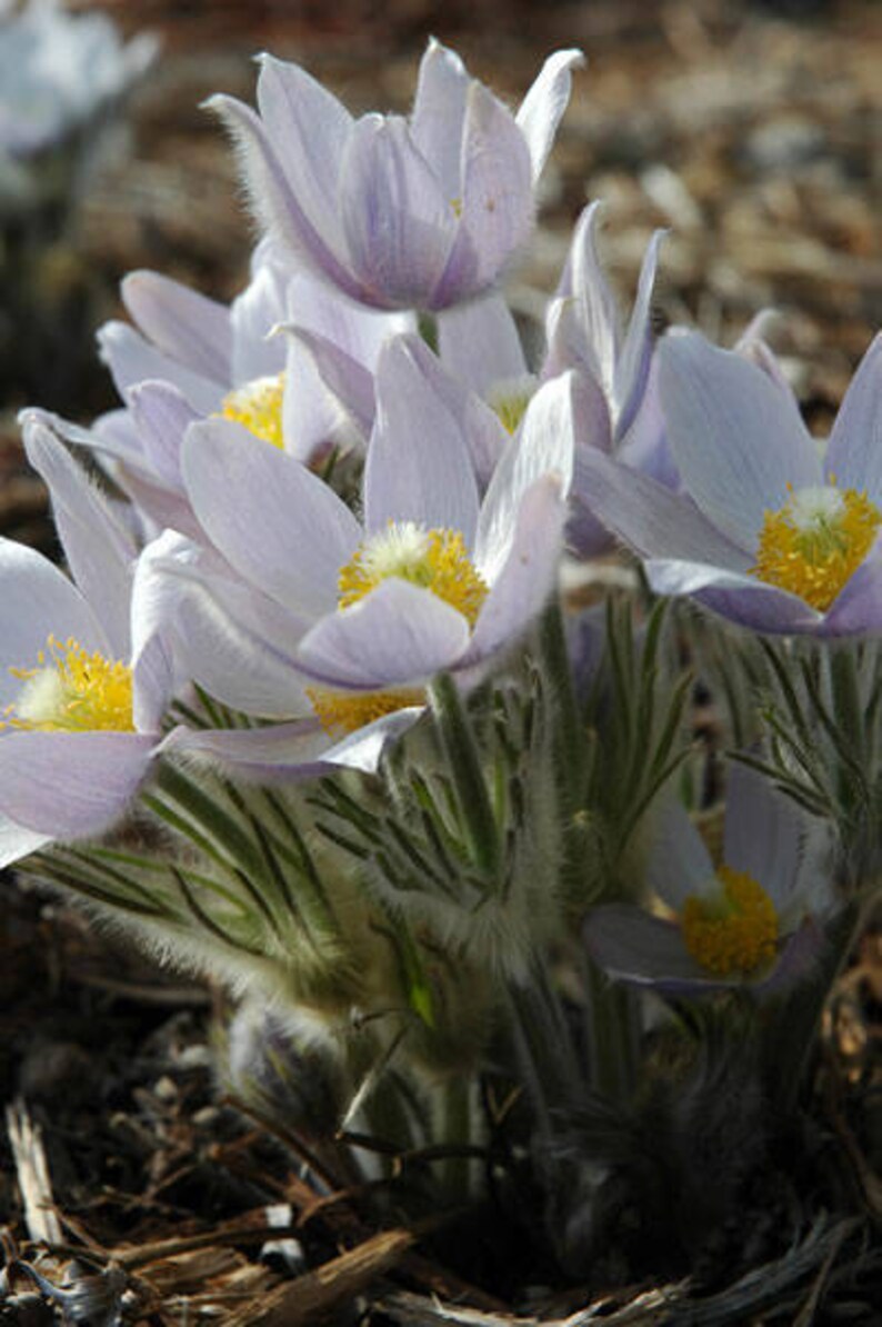 Anemone Patens Var. Wolfgangiana | Pasque Flower | 10_seeds - Etsy