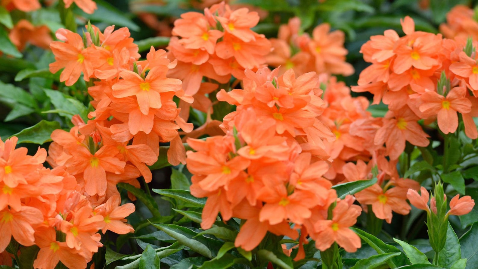 Crossandra Infundibuliformis Orange Marmalade | 50_seeds - Etsy