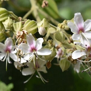 Clerodendrum Infortunatum | Bhat | Hill Glory Bower | 5_seeds - Etsy