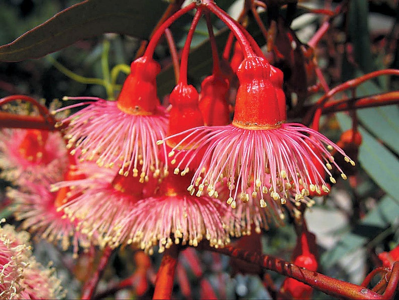 Eucalyptus Torquata | Coolgardie & Coral Gum | 50_seeds - Etsy