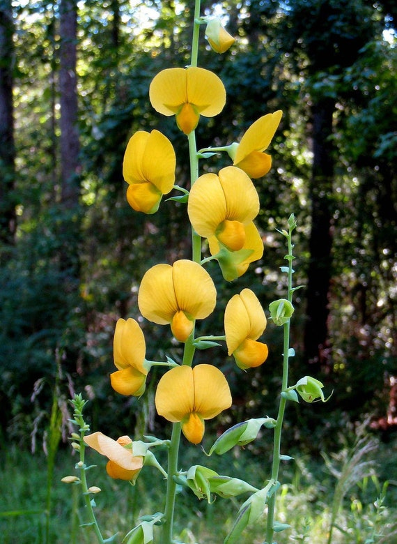 Crotalaria Spectabilis