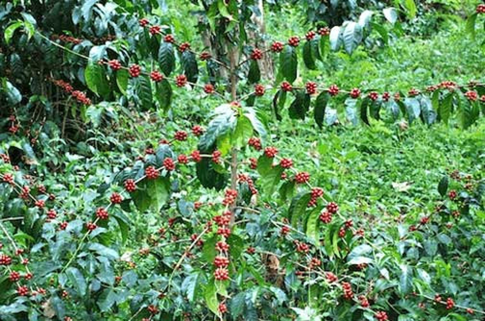 Coffea Arabica Caturra Dwarf Coffee 5_seeds - Etsy