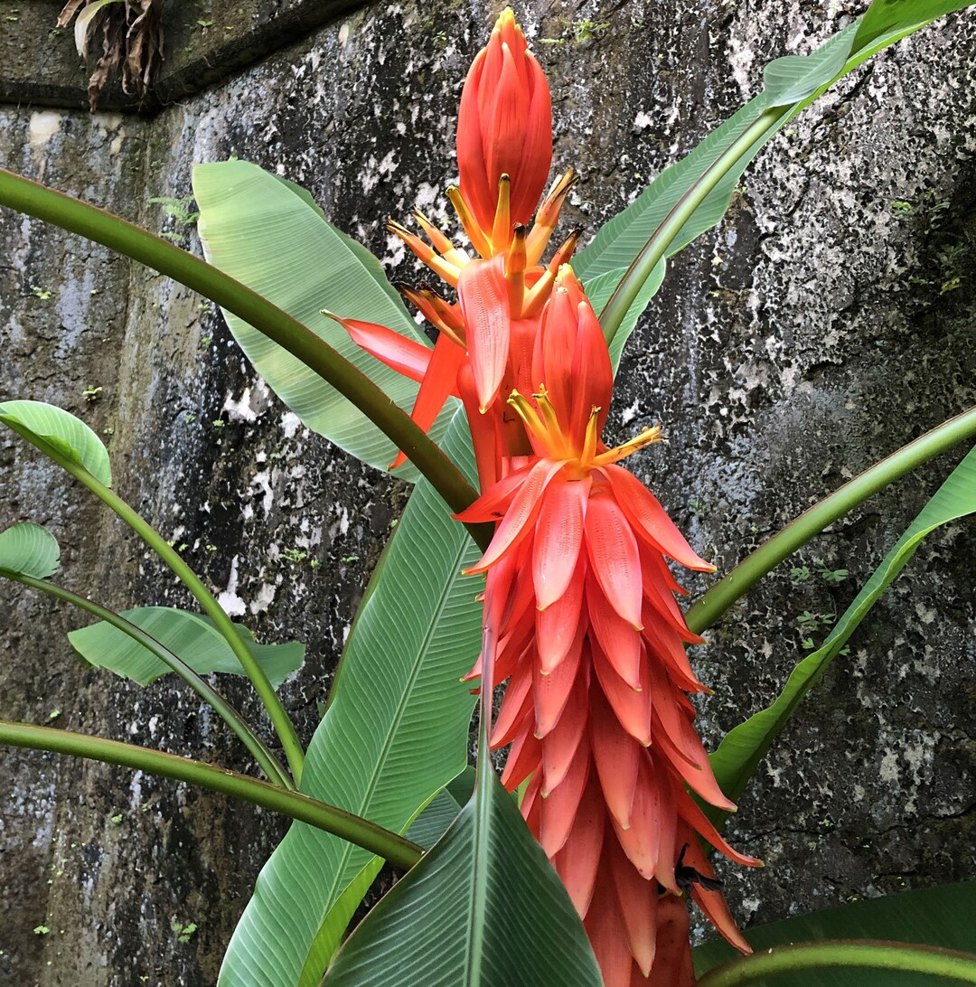 Musa Haekkinenii | 10_seeds - Etsy