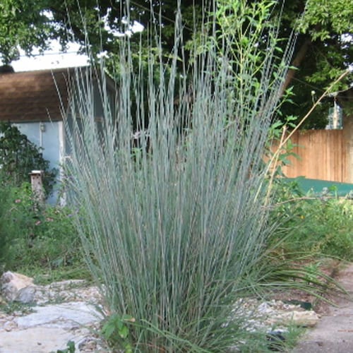 1000 Little Blue Stem Grass Seeds Schizachyrium Scoparium - Etsy