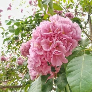 Tabebuia Rosea | Apamate | Pink Poui | Pink Tecoma |rosy Trumpet Tree ...