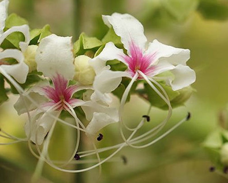Clerodendrum Infortunatum | Bhat | Hill Glory Bower | 5_seeds - Etsy