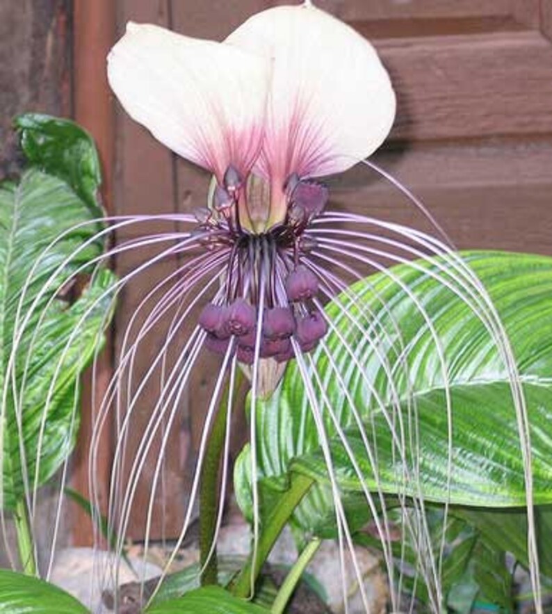 Tacca Chantrieri White Nivea White Bat Flower Bat-head | Etsy