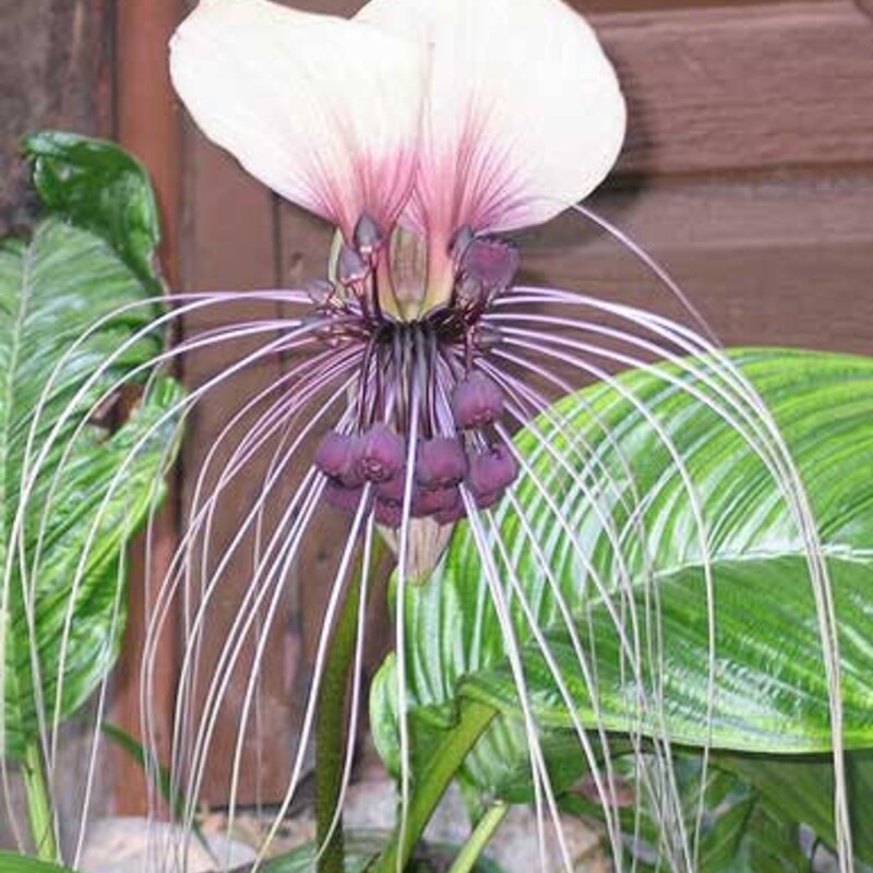 Bat Flower - Etsy