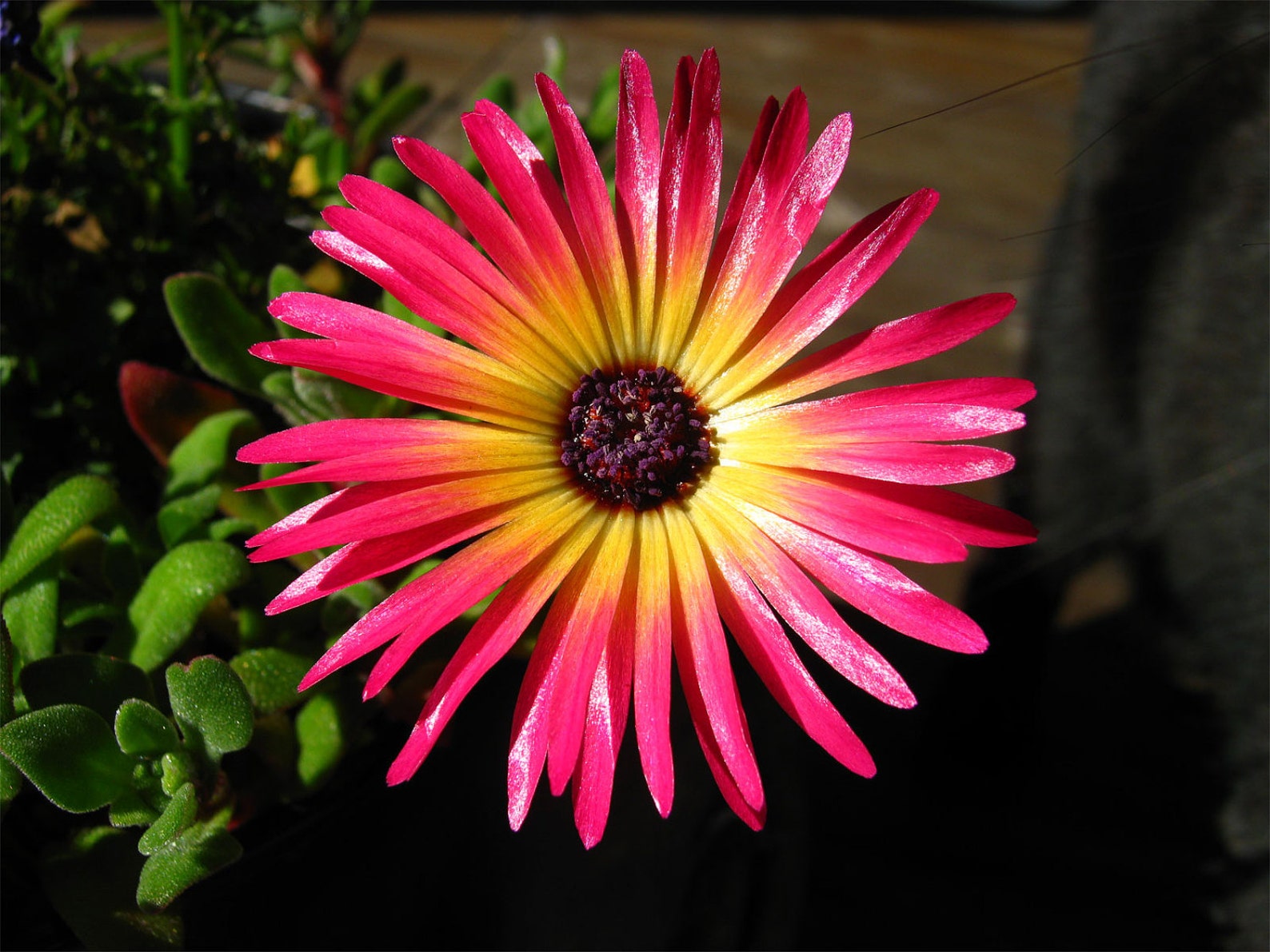 Dorotheanthus bellidiformis Ice Plant 10_Seeds | Etsy