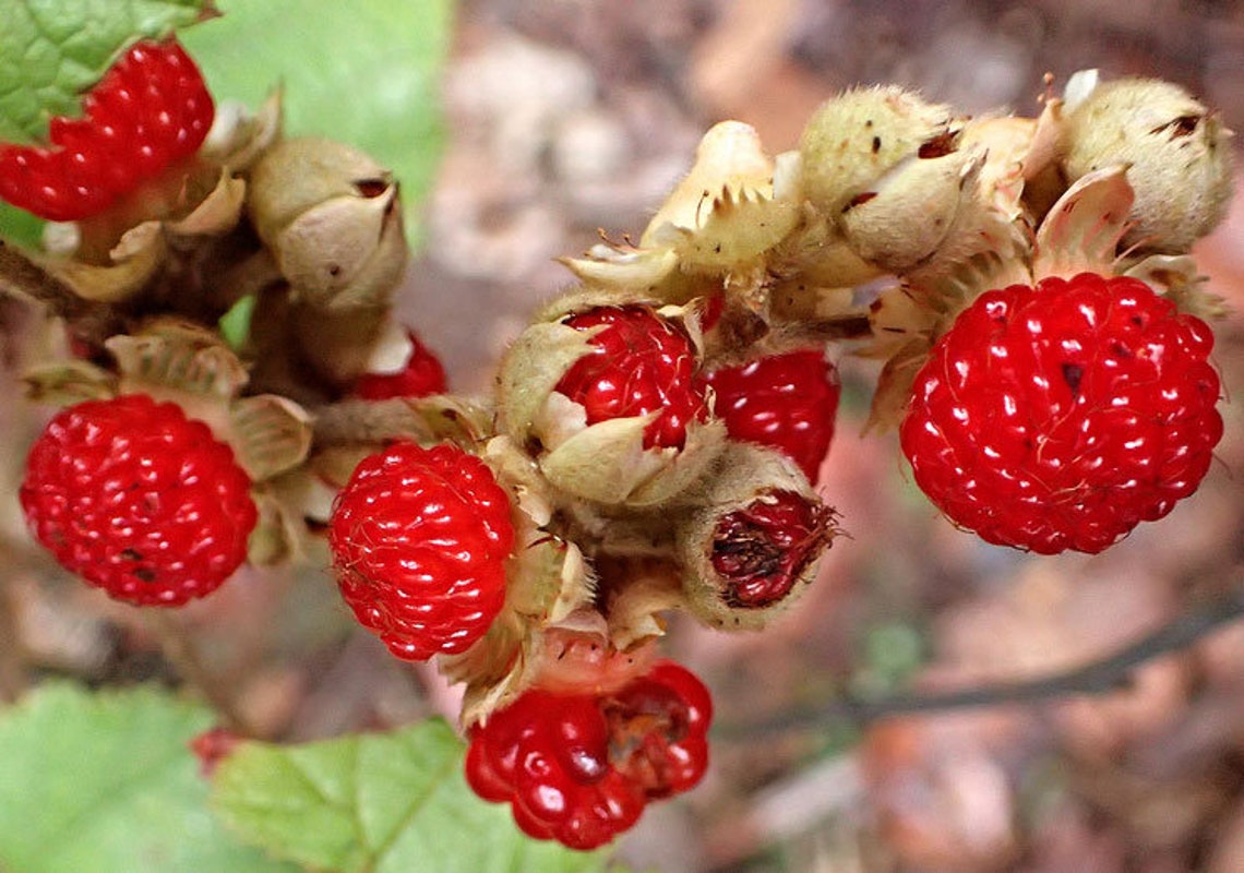 Rubus Moluccanus Ceylon Blackberry Eelkek 20_seeds | Etsy