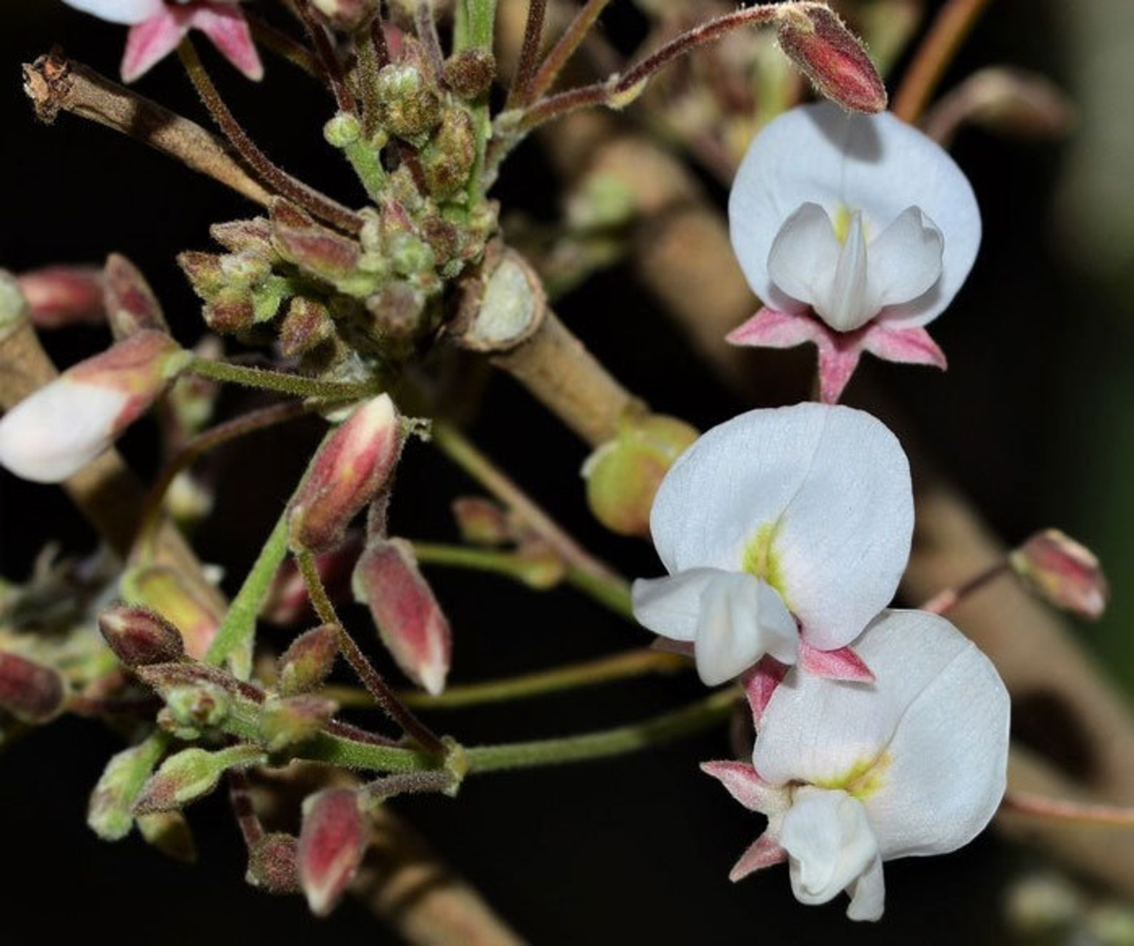 Desmodium Oojeinense | Ougeinia | Chariot Tree | Sandan | 10_seeds - Etsy