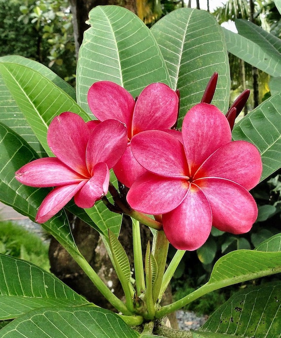 Plumeria Rubra Tree