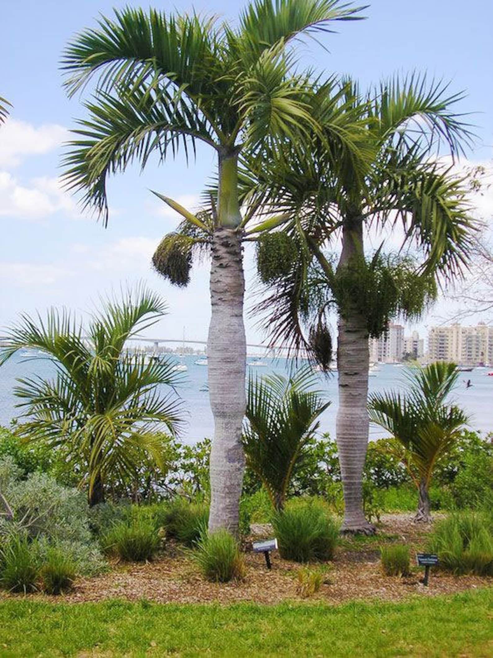 Hyophorbe Verschaffeltii | Spindle Palm | 10_seeds - Etsy