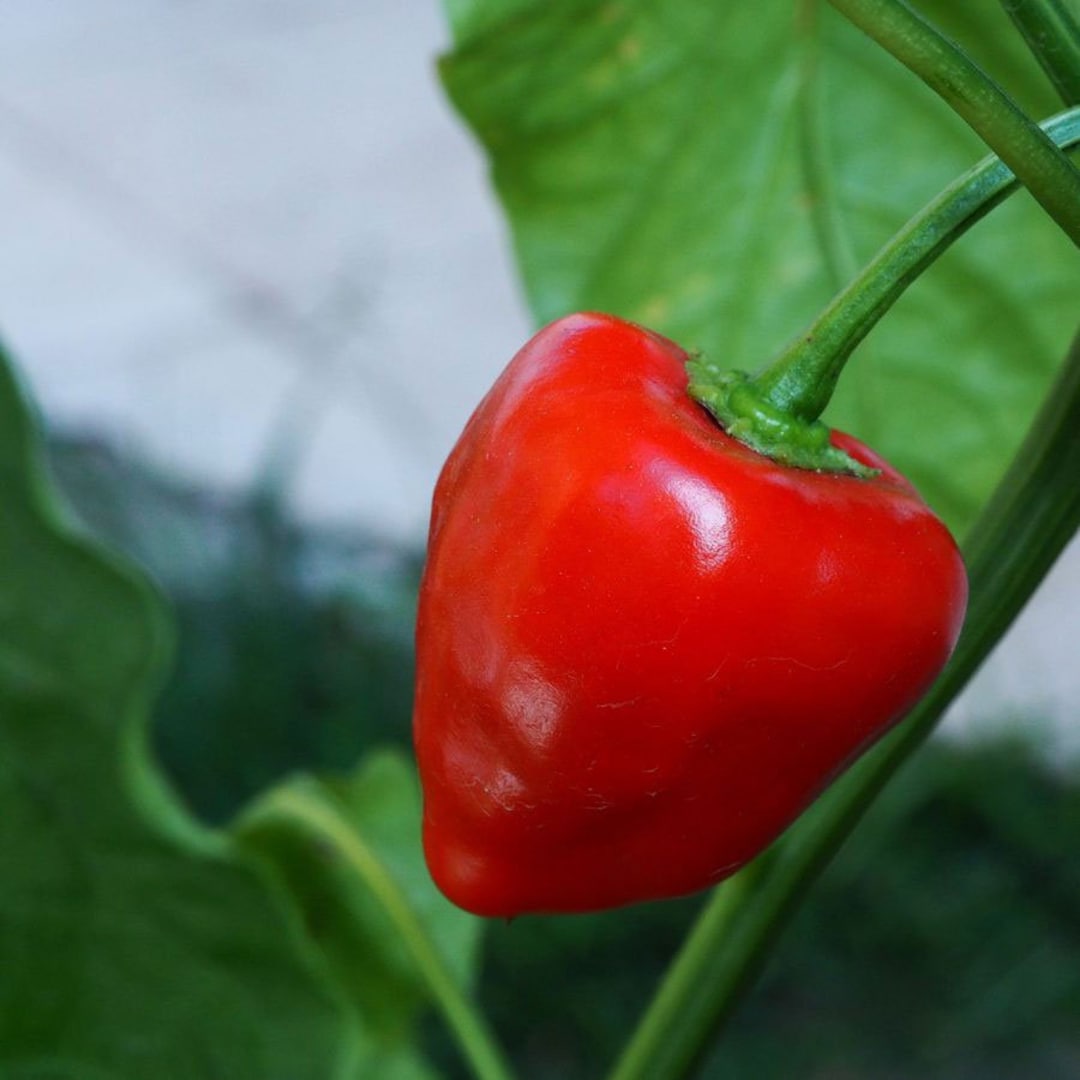 Capsicum Baccatum Malawi Pepper | 20_seeds - Etsy