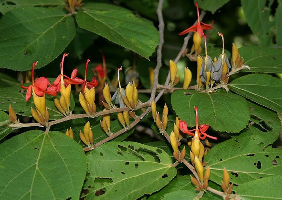 Helicteres Isora Indian Screw Tree 20_seeds - Etsy