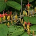 Helicteres Isora | Indian Screw Tree | 20_seeds - Etsy