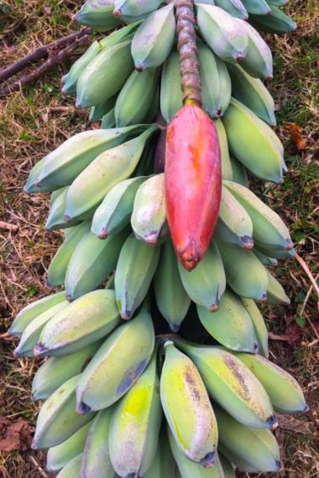 Musa Nagensium Hongii | 5_seeds - Etsy