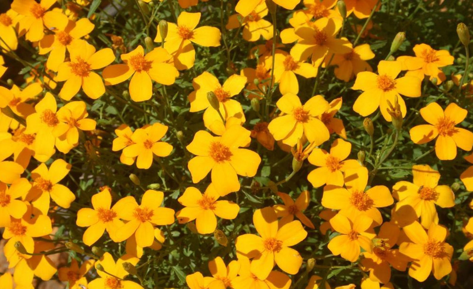 Tagetes Lemmonii | Shrub Marigold | Mexican Bush | Mount Lemmon | 50 ...