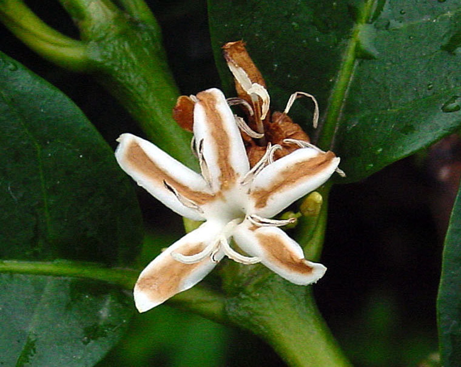 Coffea canephora robusta Coffee 5_Seeds - Etsy Italia