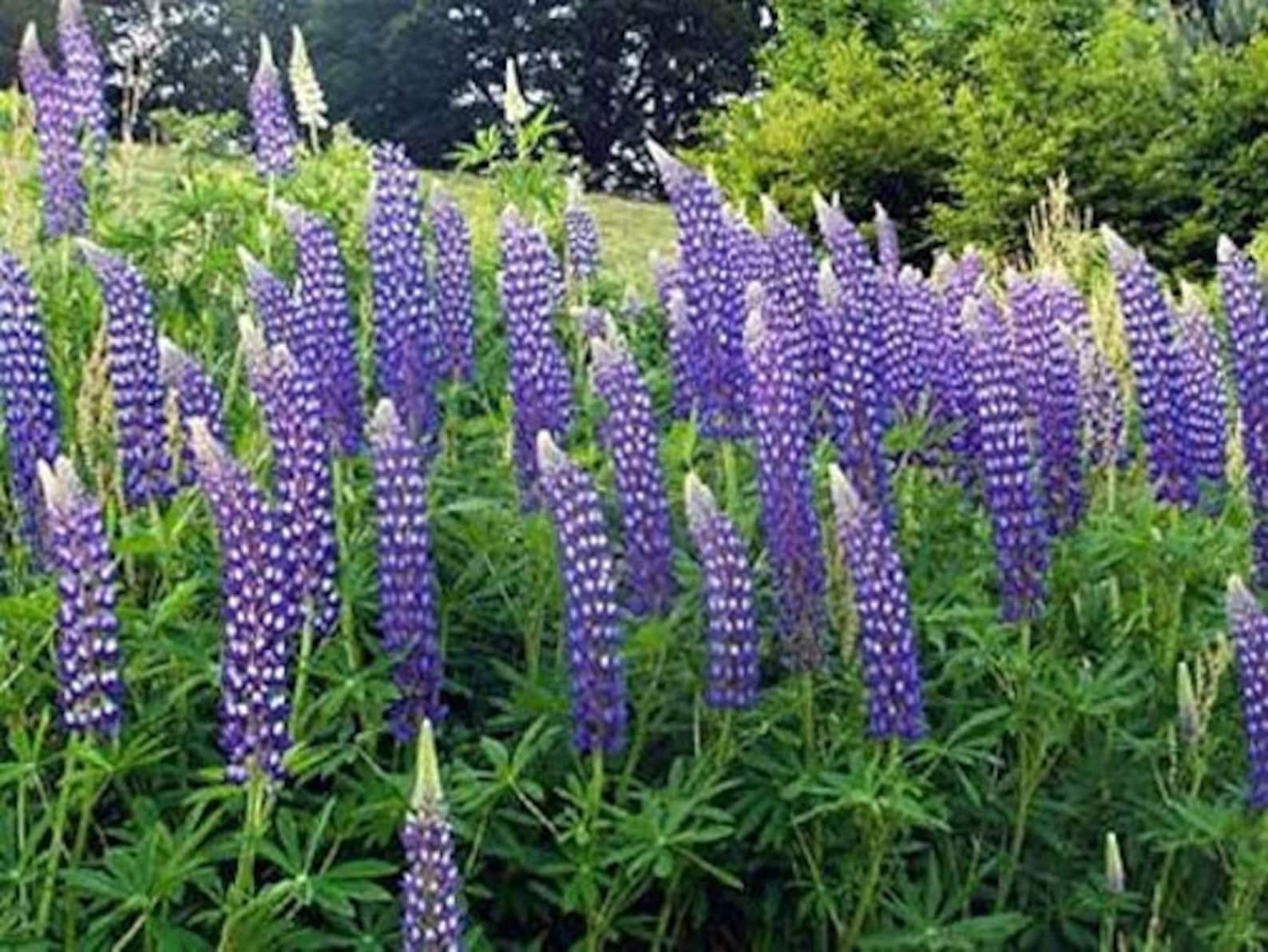 Lupinus Perennis | Wild Lupine | Sundial Lupine | 50_seeds - Etsy