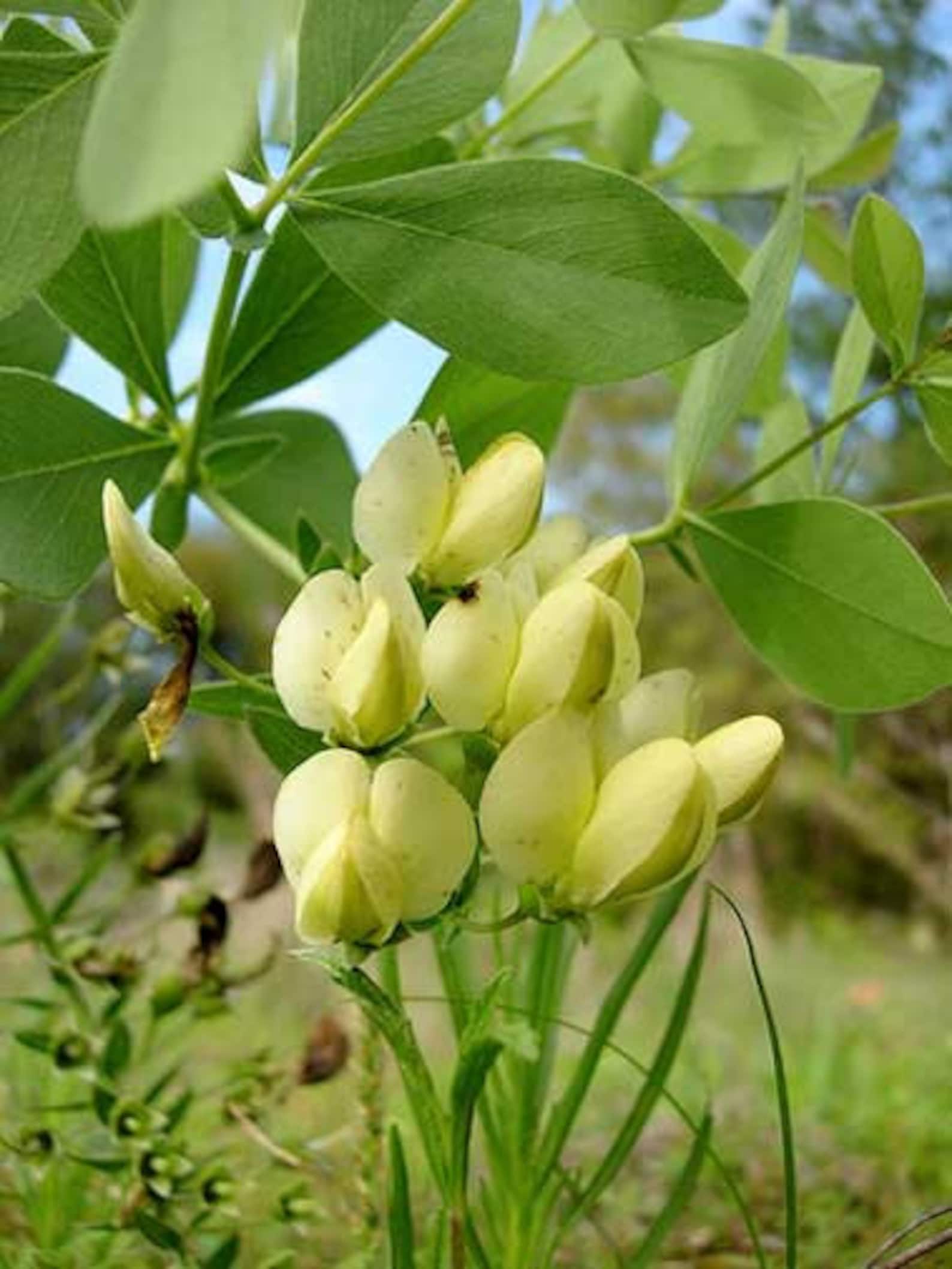 Baptisia Bracteata | False-indigo | Cream Wild Indigo | 5_seeds - Etsy
