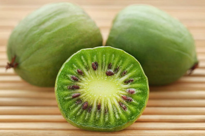 Actinidia Arguta | Tara Vine | Hardy Kiwi | 50_seeds - Etsy