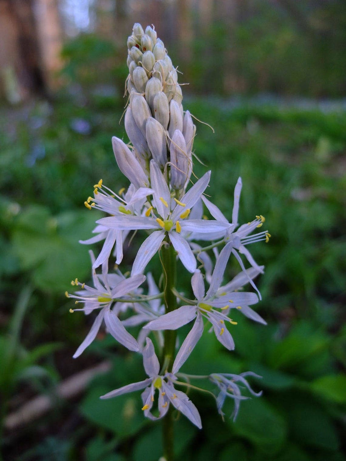 Camassia Scilloides Atlantic Camas Wild Hyacinth - Etsy