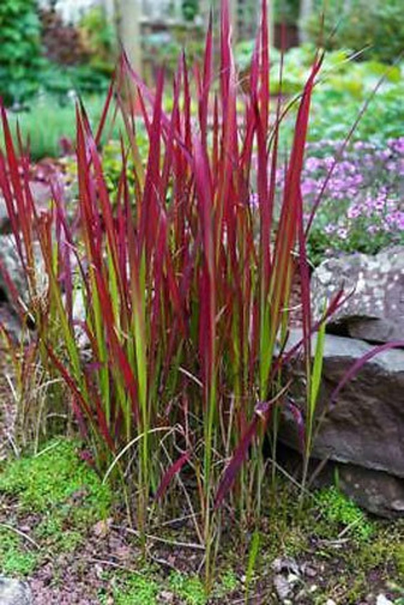 Uncinia Egmontiana | Orange Hook & Egmont Hook Sedge | 50_seeds - Etsy
