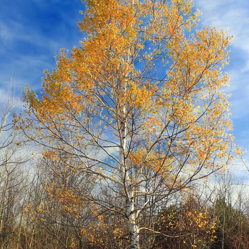 White Paper Birch Tree - Etsy