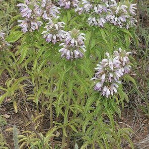 Monarda Pectinata | Pony Beebalm | Plains Lemon | Miners Lettuce | 100 ...