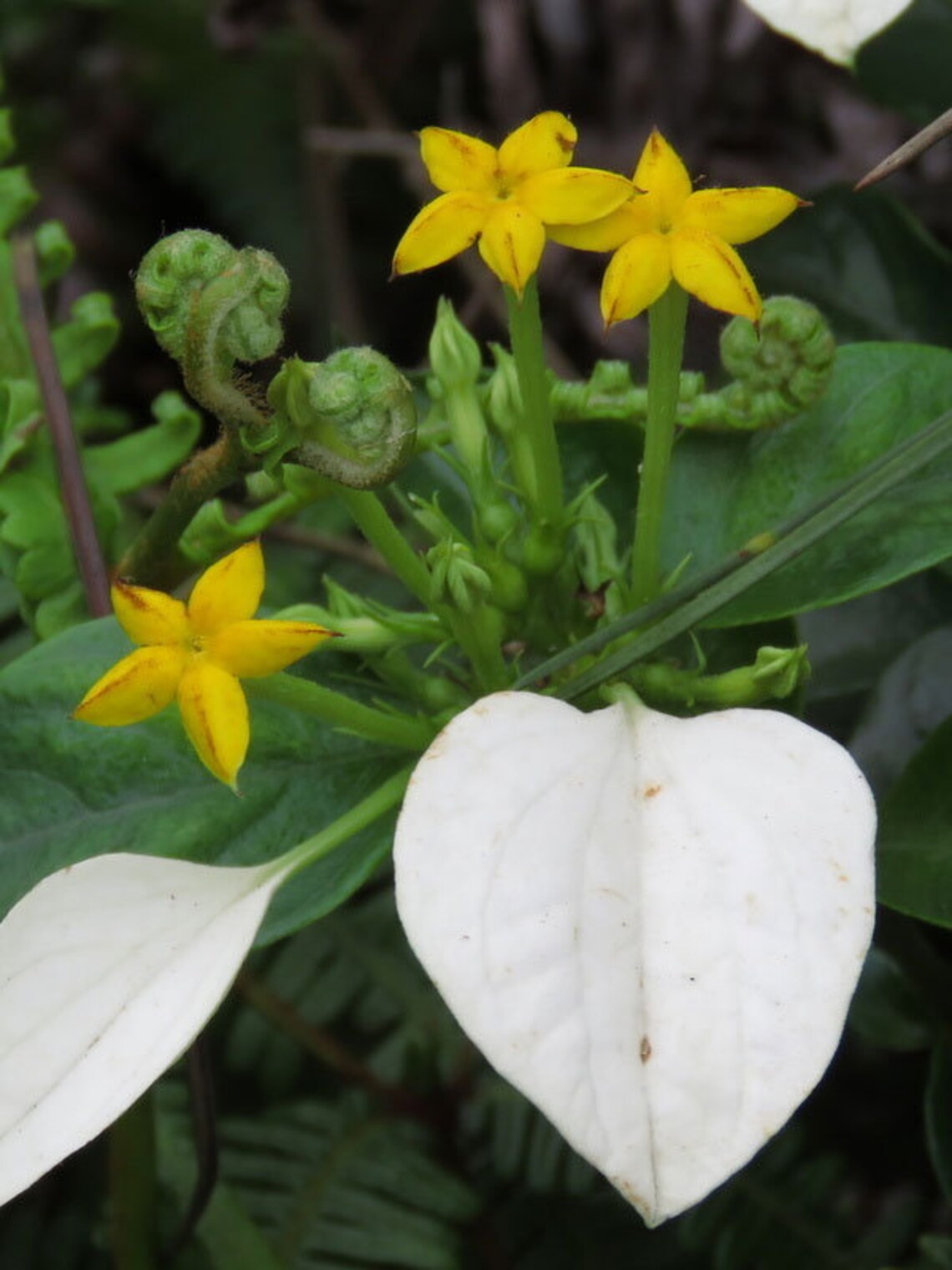 Mussaenda Roxburghii 500_seeds | Etsy