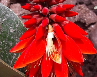 Erythrina Indica | Indian Coral Tree | 5 Seeds - Etsy