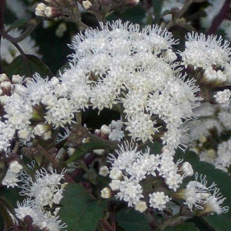Ageratina altissima Chocolate Joe Pye Weed 200_Seeds | Etsy