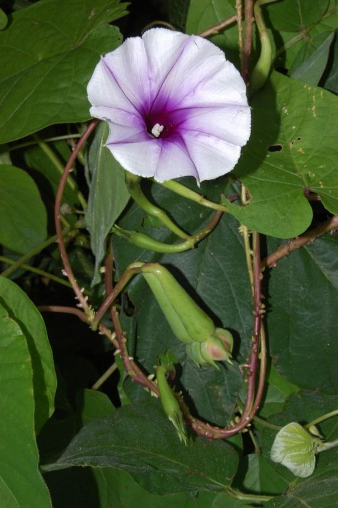 Ipomoea Turbinata | Muricata | Lavender Moonvine | 10_seeds - Etsy