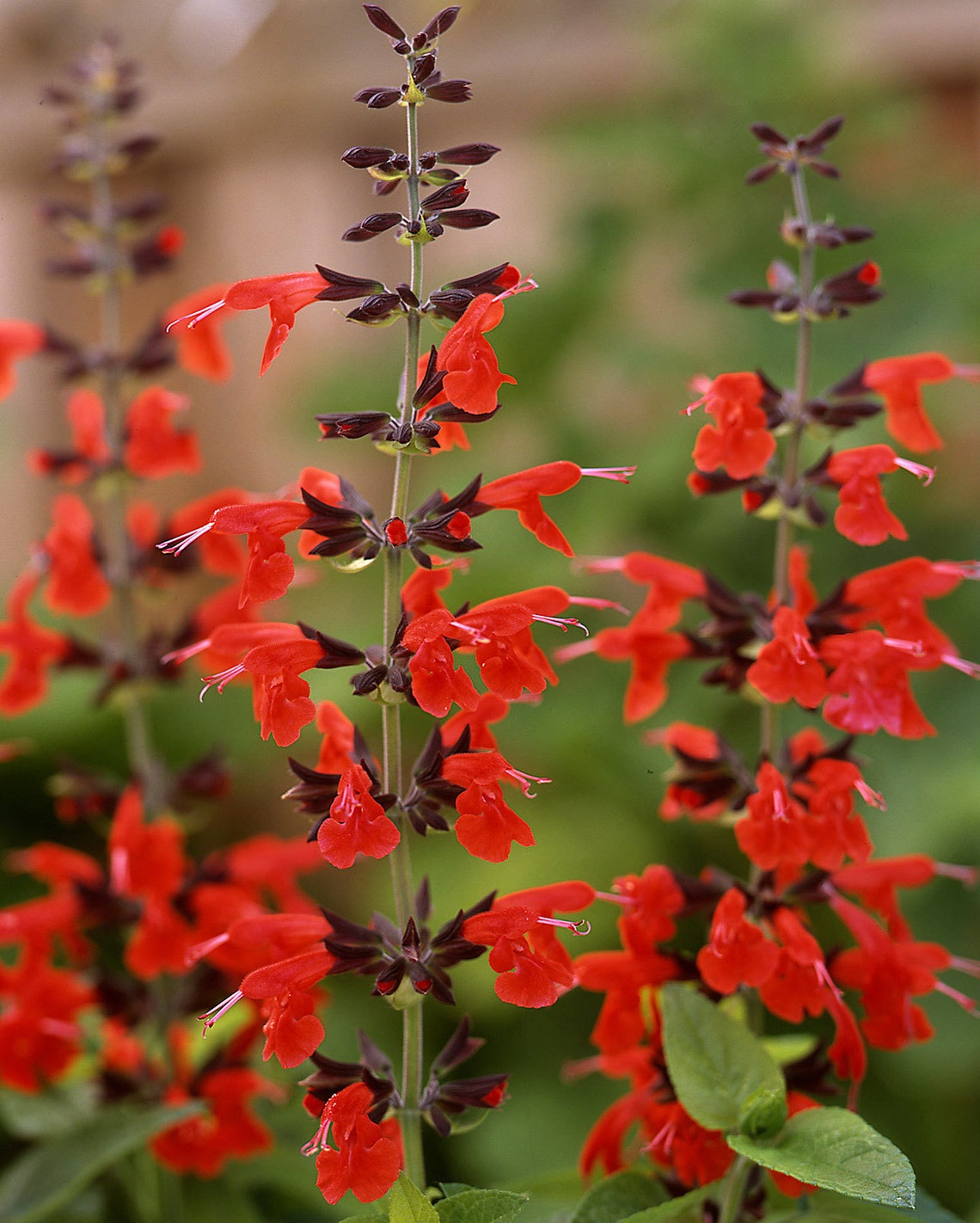 Salvia Coccinea Blood Scarlet Sage 50_seeds - Etsy