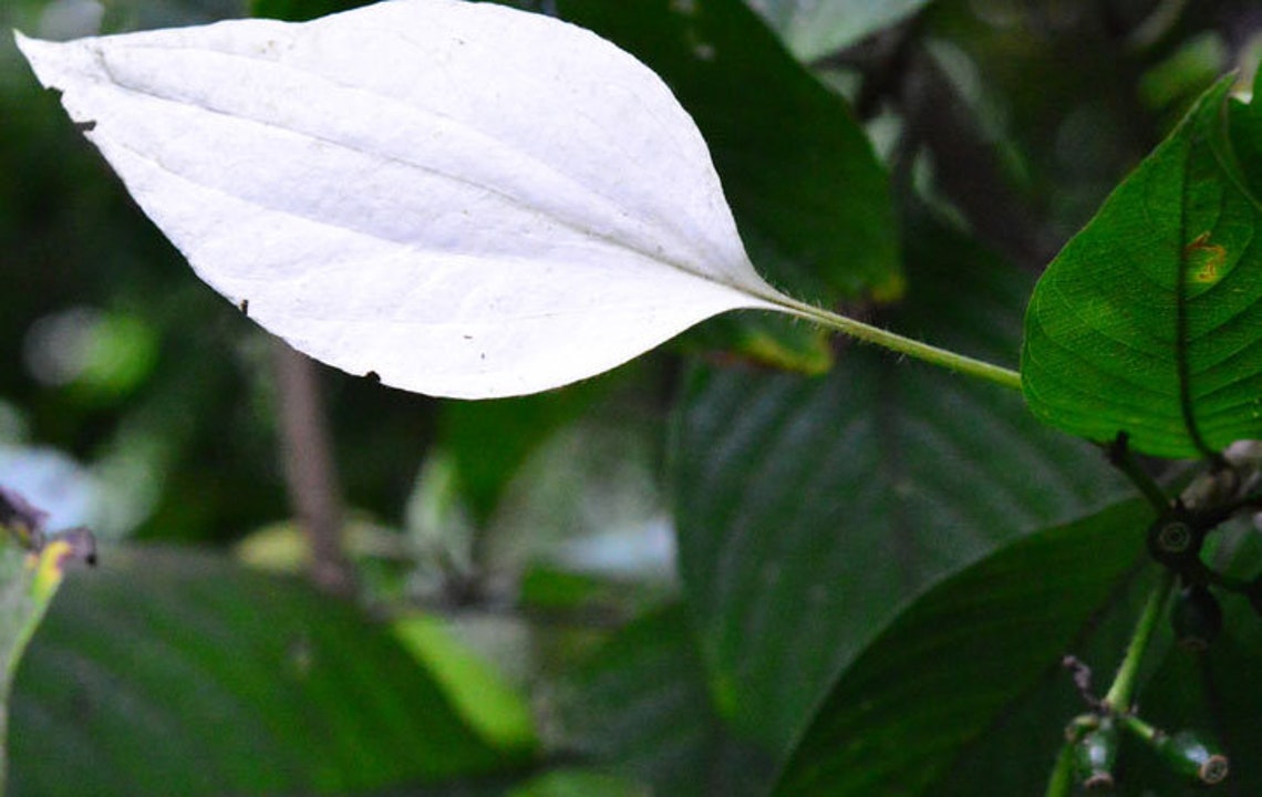 Mussaenda Roxburghii 500_seeds | Etsy