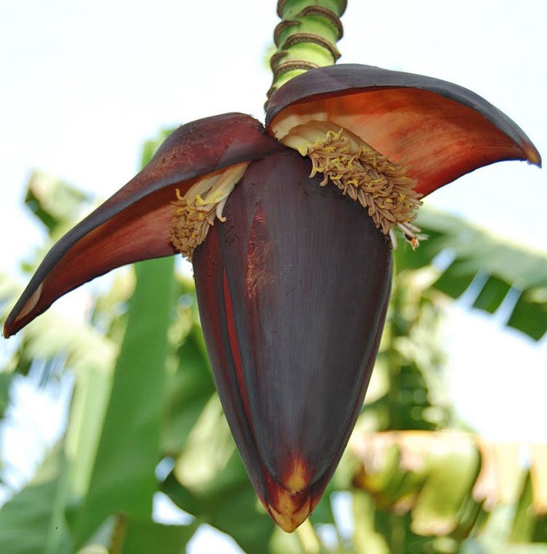 Musa Acuminata Burmannica 10_seeds - Etsy