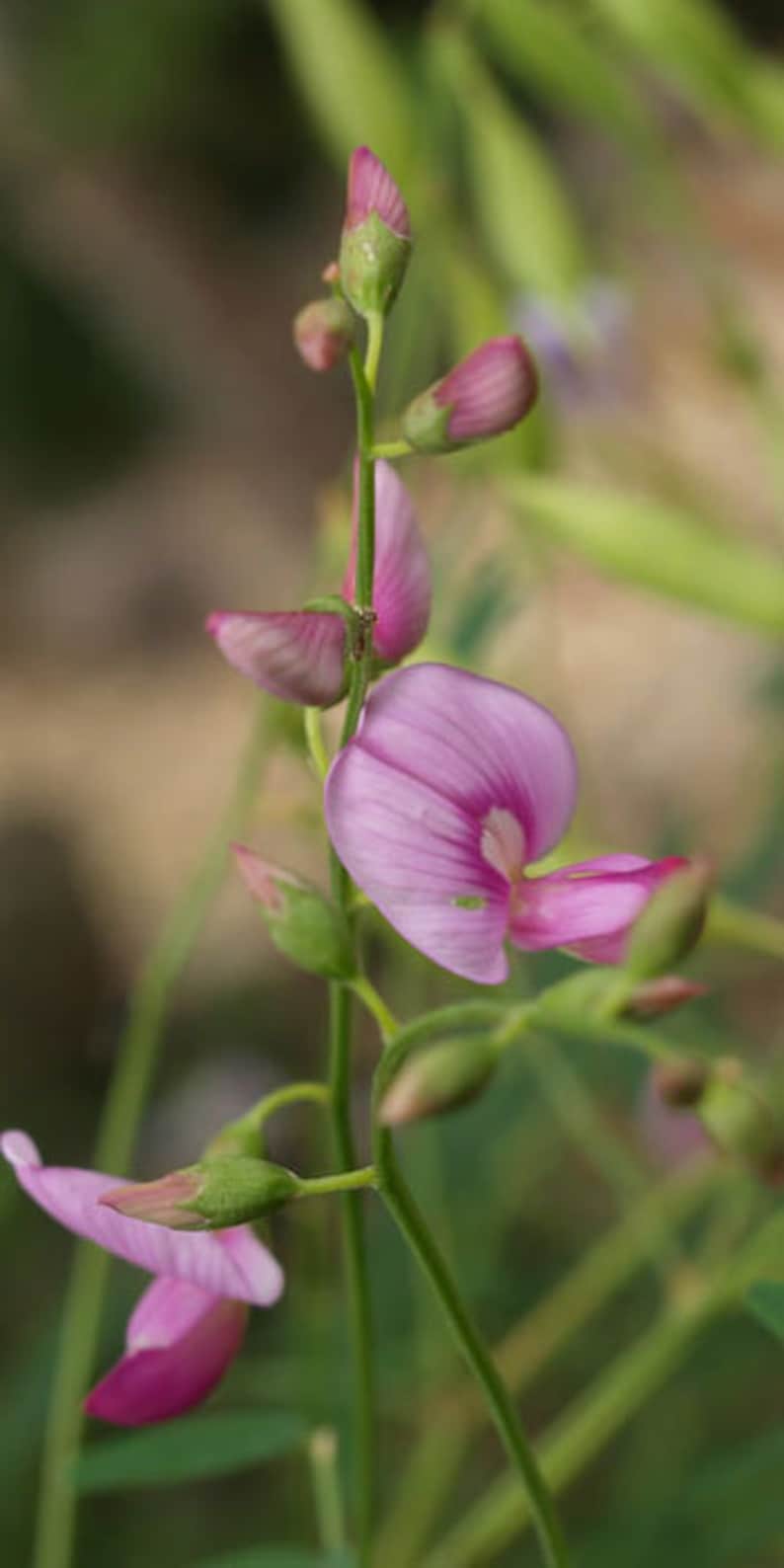 Swainsona Galegifolia Smooth Darling Pea 50_seeds - Etsy