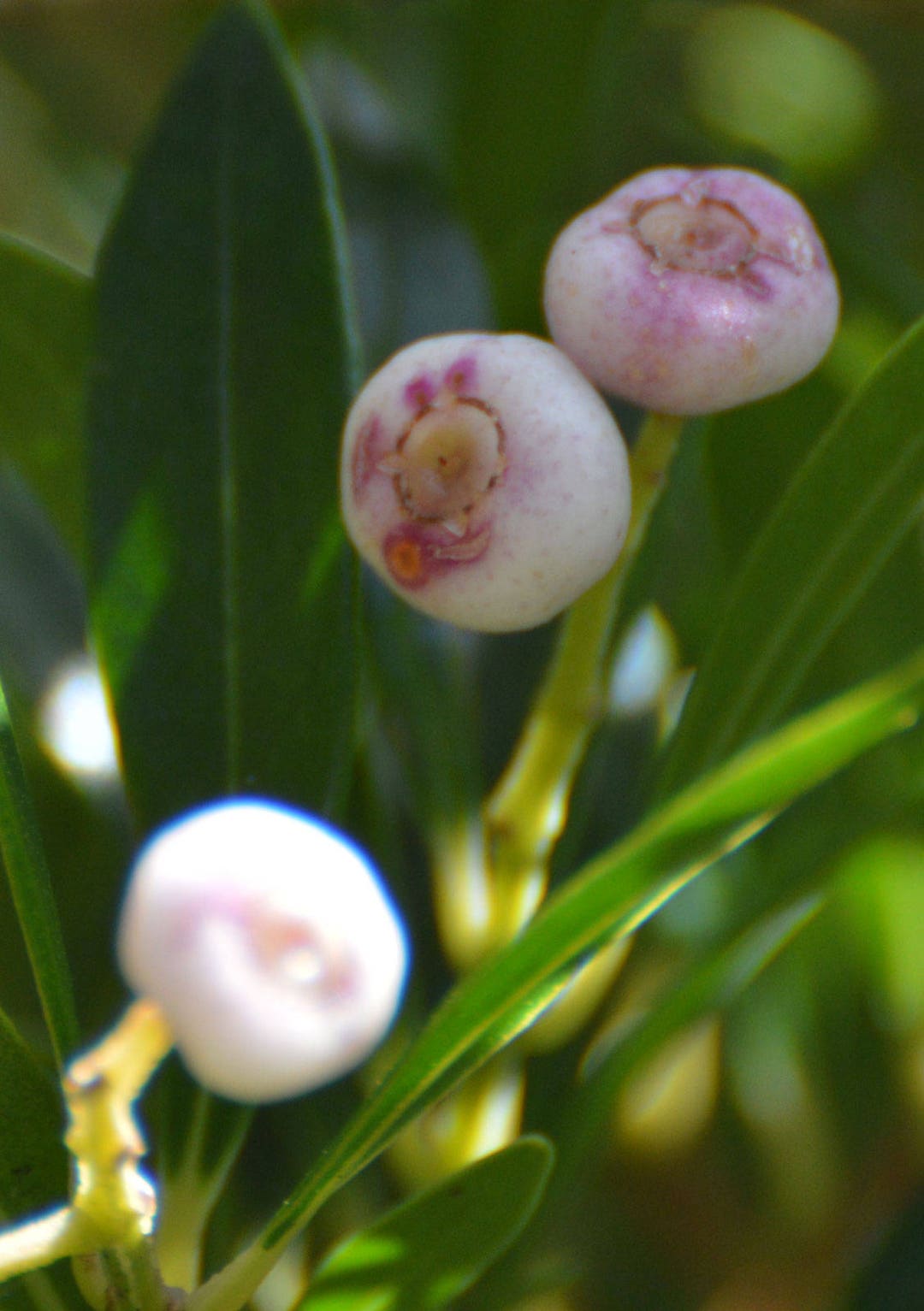 Syzygium (acmena) Smithii | Mini Lilly Pilly | 10_seeds - Etsy