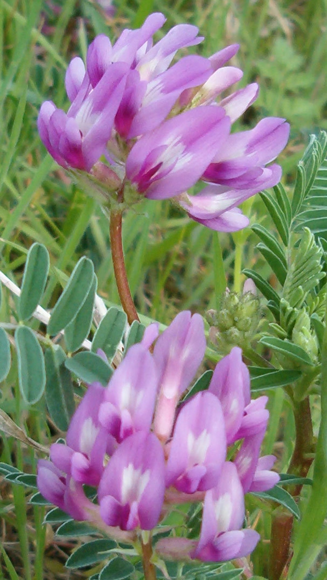 Astragalus Crassicarpus | Ground Plum | Groundplum Milkvetch | 50_seeds ...