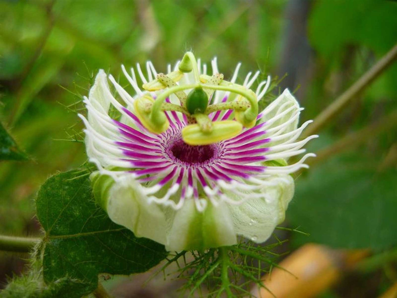 Passiflora Foetida | Wild Maracuja| Bush Passion Fruit| 5_seeds - Etsy