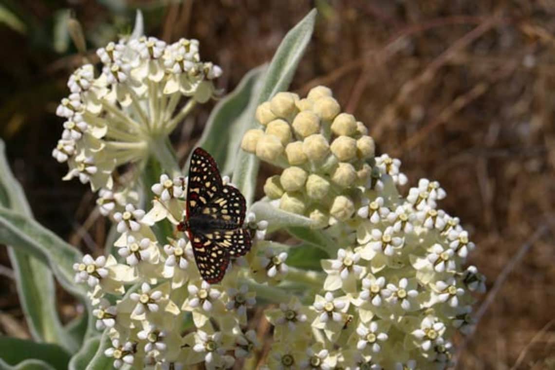 Asclepias Eriocarpa Indian Kotolo Milkweed Woollypod - Etsy
