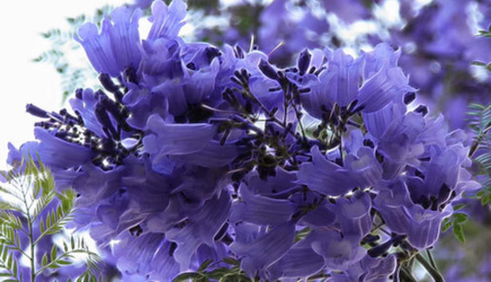 Jacaranda Mimosifolia | Brazilian Rose Wood | Green Ebony | 20_seeds - Etsy