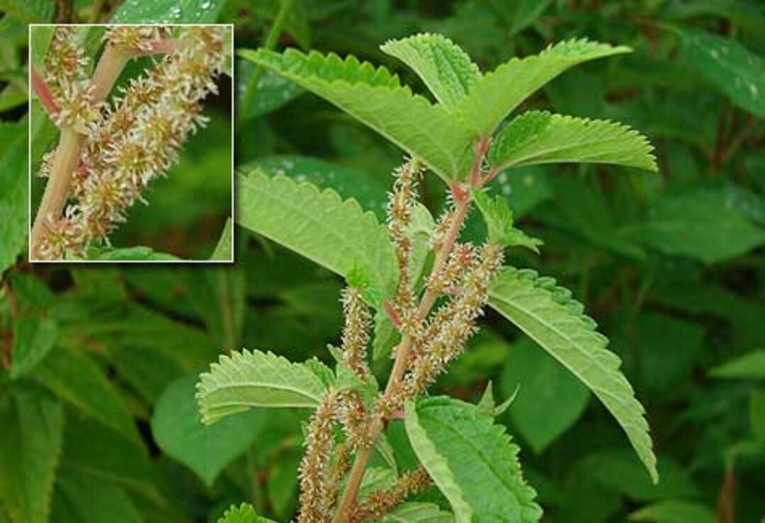 Boehmeria Cylindrica| False Nettle| Bog Hemp| 100_seeds - Etsy