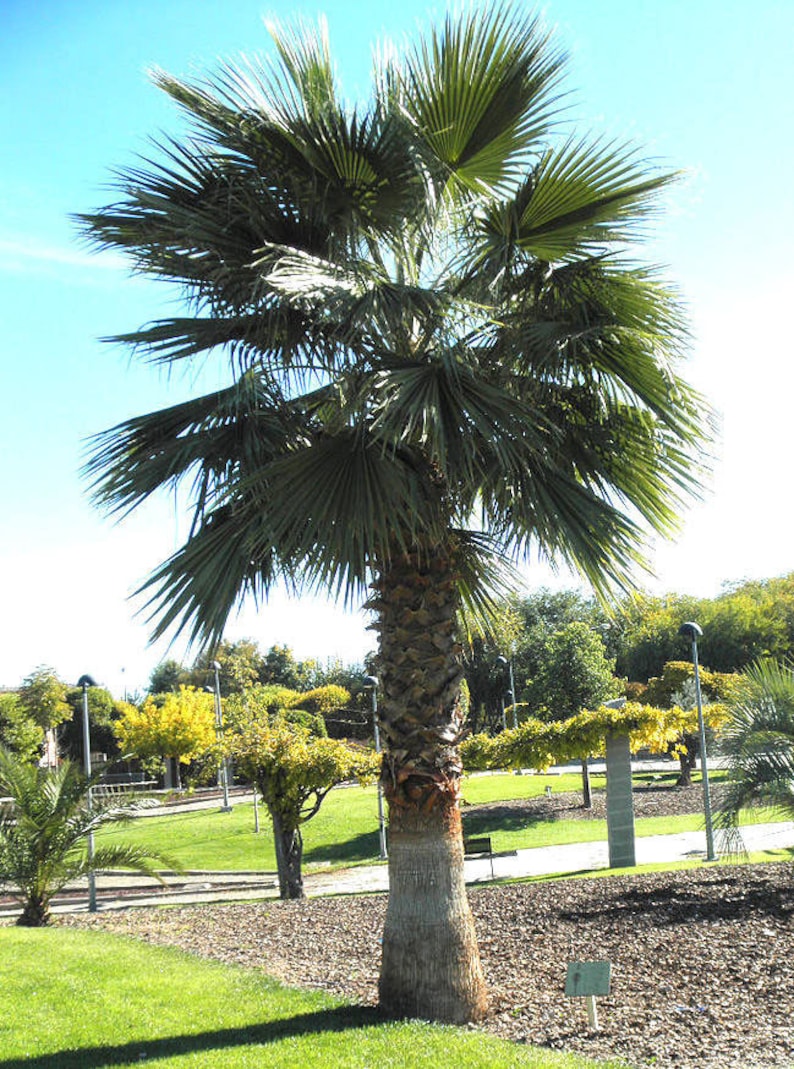 Washingtonia Robusta | Mexican Fan Palm | Skyduster | 10_seeds - Etsy