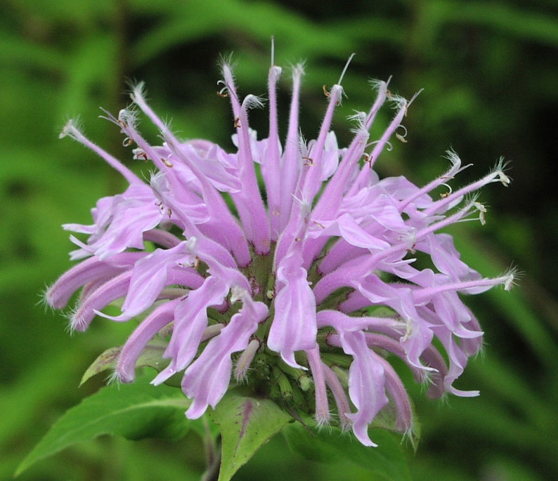 Monarda Fistulosa Wild Bergamot 50_seeds - Etsy