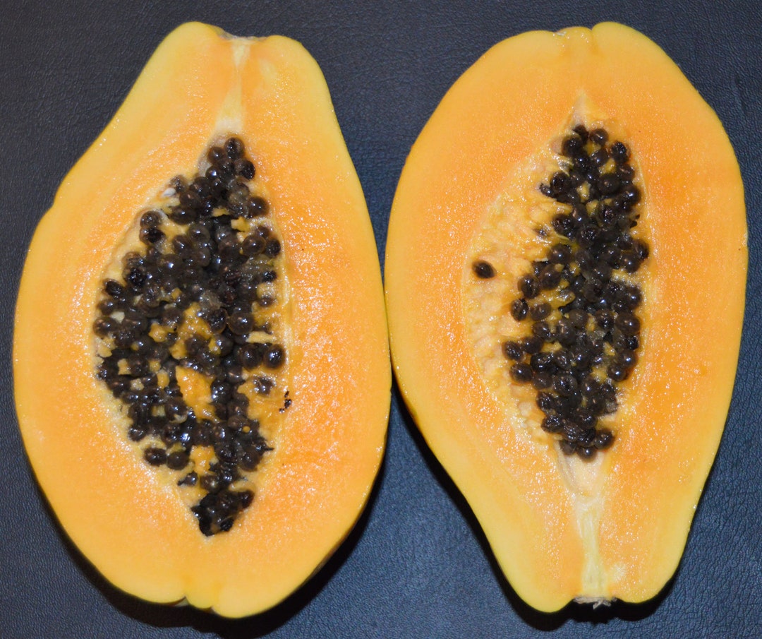 Carica Papaya Kamiya Laie Gold Golden Hawaiian Papaya 100_seeds - Etsy