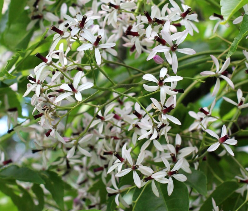 Melia Azedarach | Bead Tree | Chinaberry | Cape Indian Persian Lilac ...