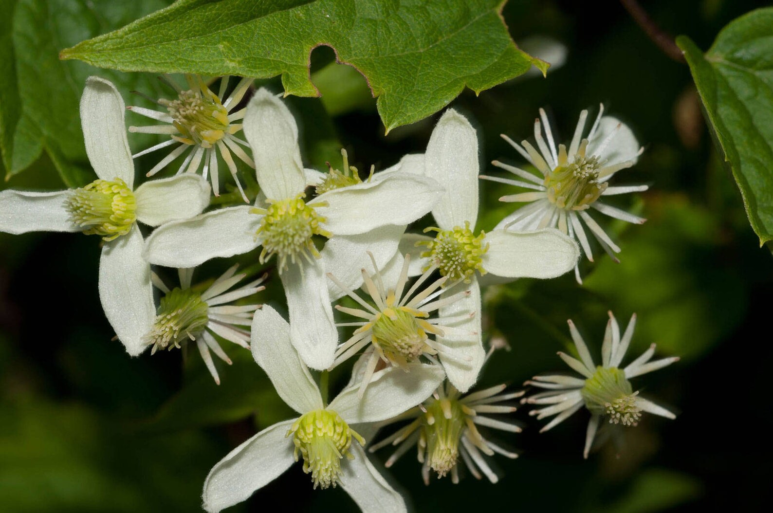 Clematis Virginiana | Devils Darning Needles | Virgins Bower | 50_seeds ...