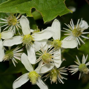 Clematis Virginiana | Devils Darning Needles | Virgins Bower | 50_seeds ...